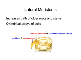 Plant tissues | PPT