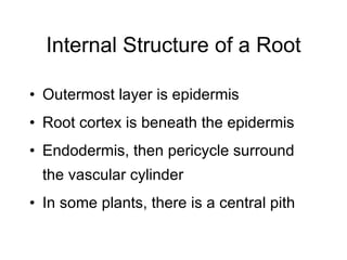 Plant tissues | PPT