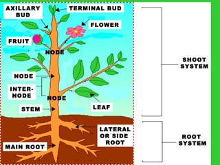 Plant parts and roots | PPT