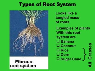 Plant parts and roots | PPT
