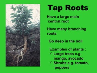 Plant parts and roots | PPT
