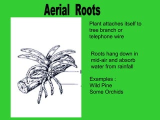 Plant parts and roots | PPT
