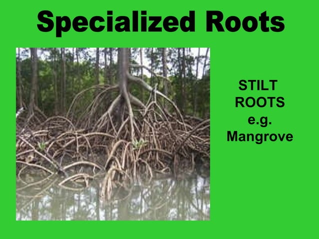 Plant parts and roots | PPT | Gardening | Home & Garden