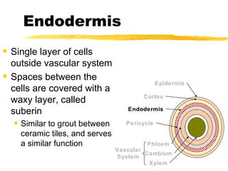 plant roots(b) | PPT