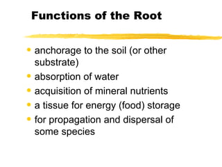 plant roots(b) | PPT
