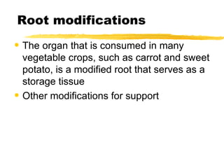 plant roots(b) | PPT