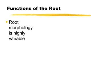 plant roots(b) | PPT