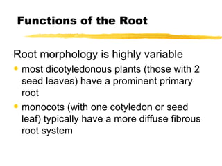 plant roots(b) | PPT