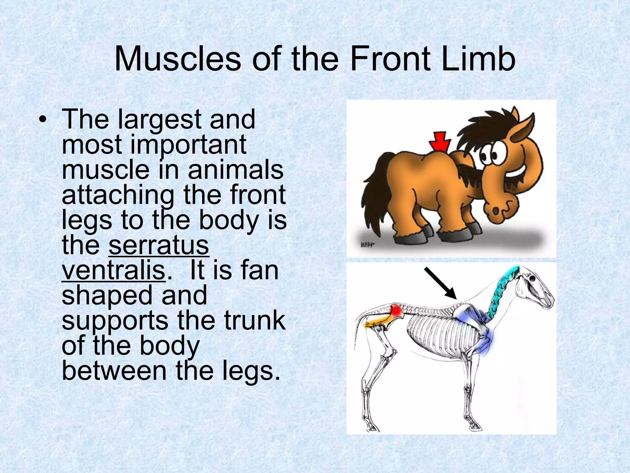 Muscles and Muscular System in Humans and Animals | PPT