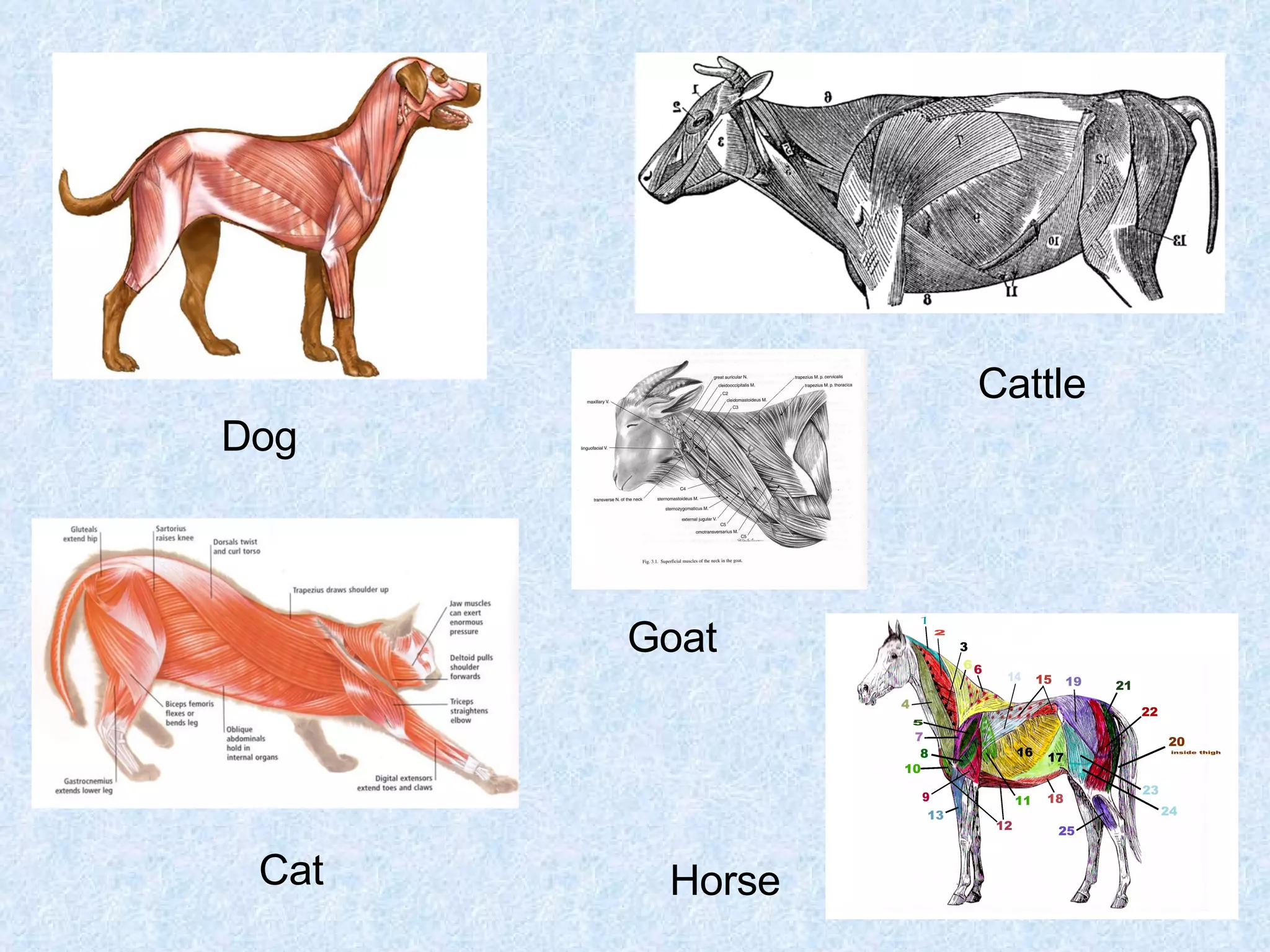 Muscles and Muscular System in Humans and Animals | PPT