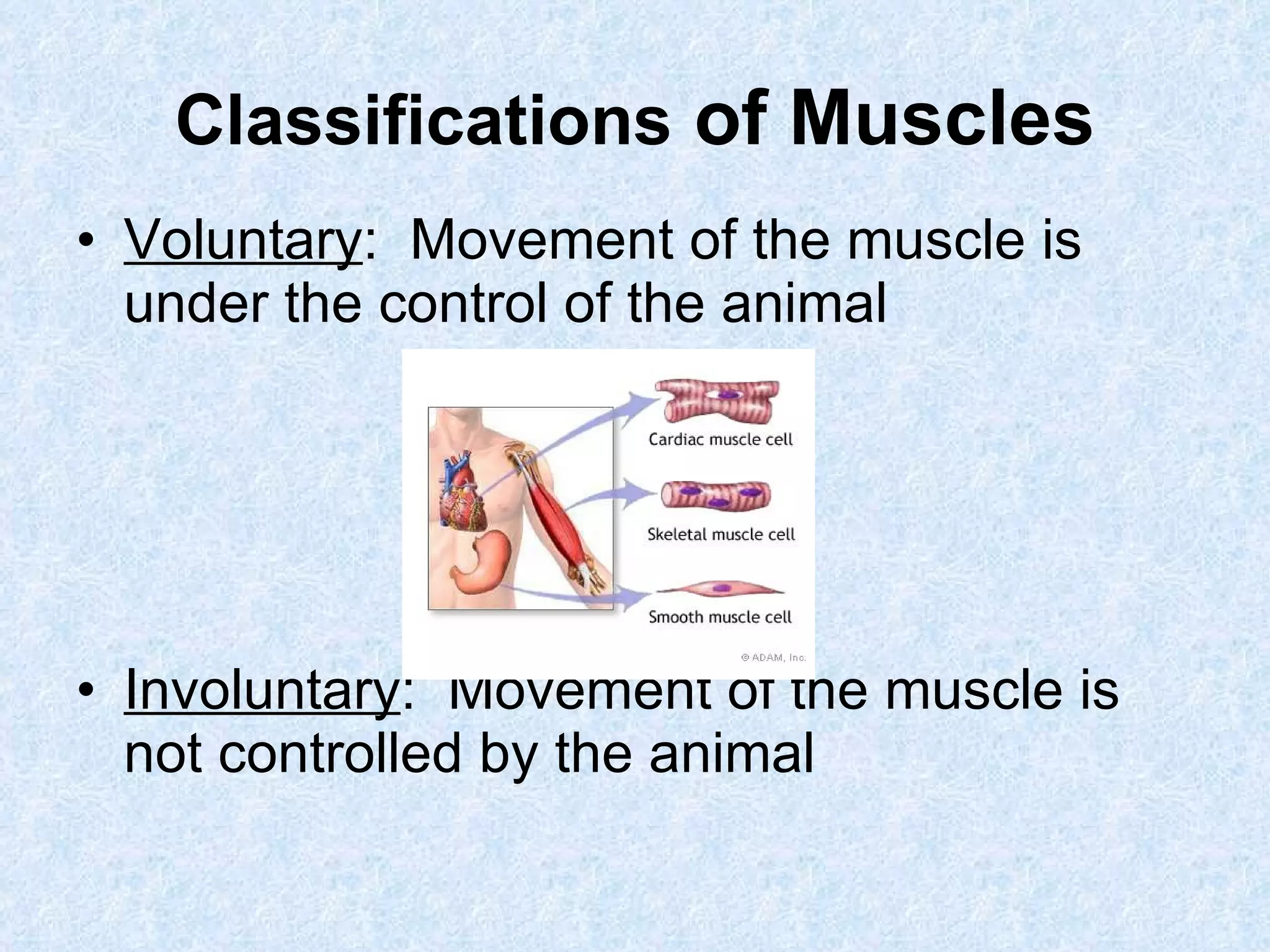 Muscles and Muscular System in Humans and Animals | PPT