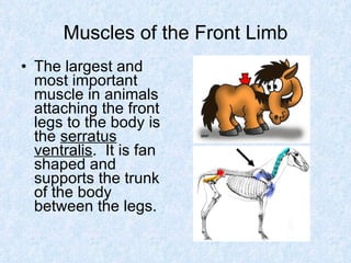 Muscles and Muscular System in Humans and Animals | PPT