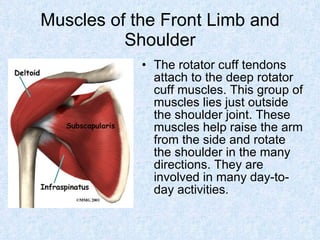 Muscles and Muscular System in Humans and Animals | PPT
