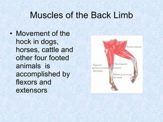 Muscles and Muscular System in Humans and Animals | PPT