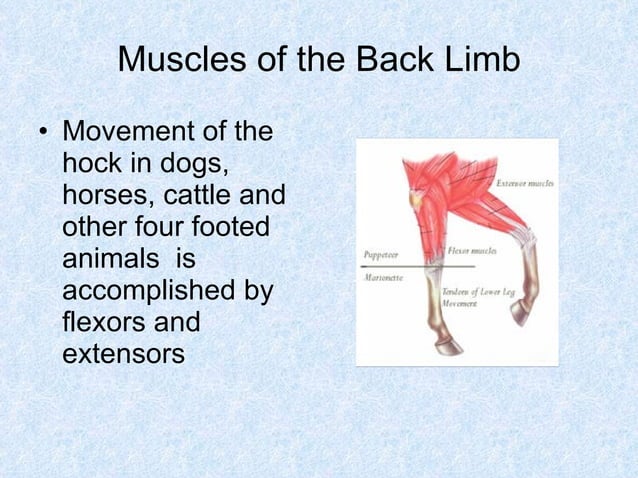 Muscles and Muscular System in Humans and Animals | PPT