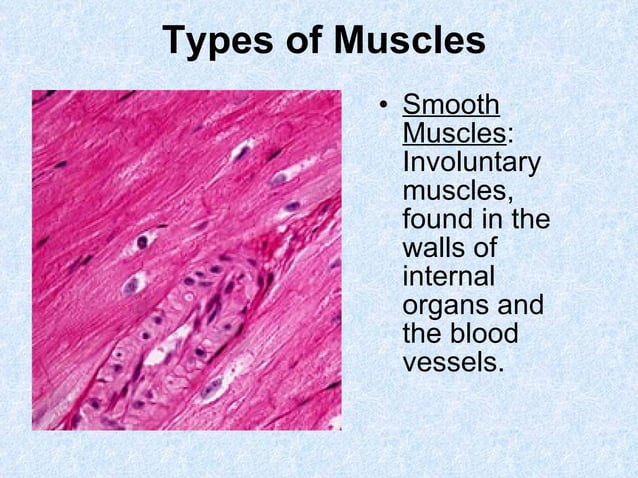 Muscles and Muscular System in Humans and Animals | PPT