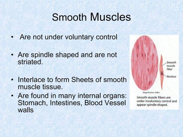 Muscles and Muscular System in Humans and Animals | PPT