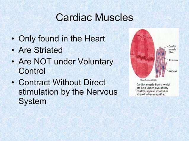 Muscles and Muscular System in Humans and Animals | PPT