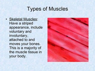 Muscles and Muscular System in Humans and Animals | PPT