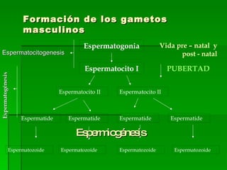 GAMETOGENESIS MASCULINA | PPT