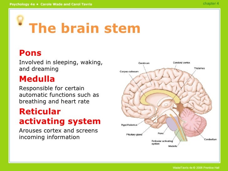 Brain Functions PowerPoint Brain Functions PowerPoint