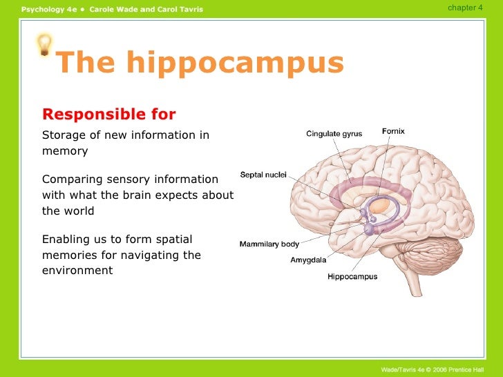 Brain Functions PowerPoint