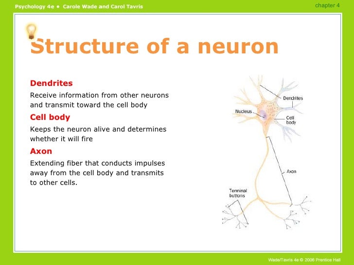 Brain Functions PowerPoint