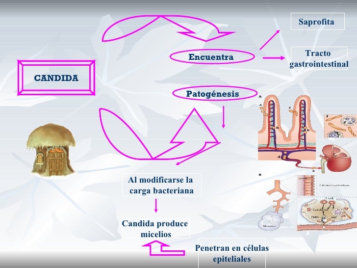 mecanismos fungicos de patogenicidad