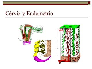 Sistema Reproductor Femenino | PPT
