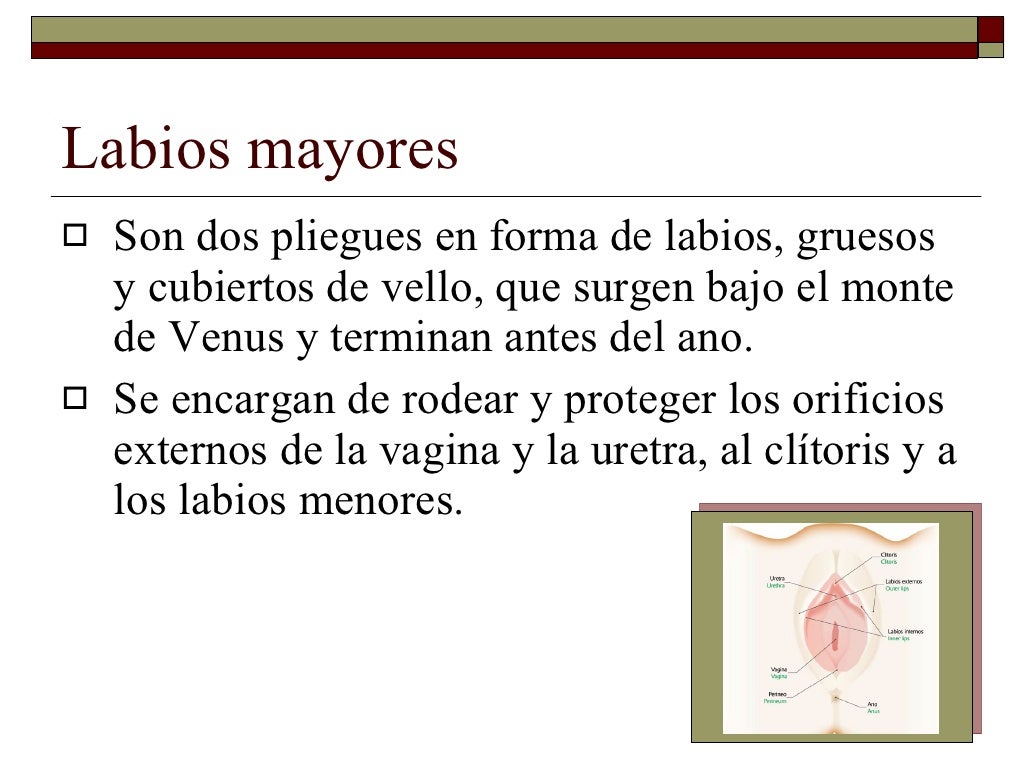 Labios Maiores E Menores - BRAINCP