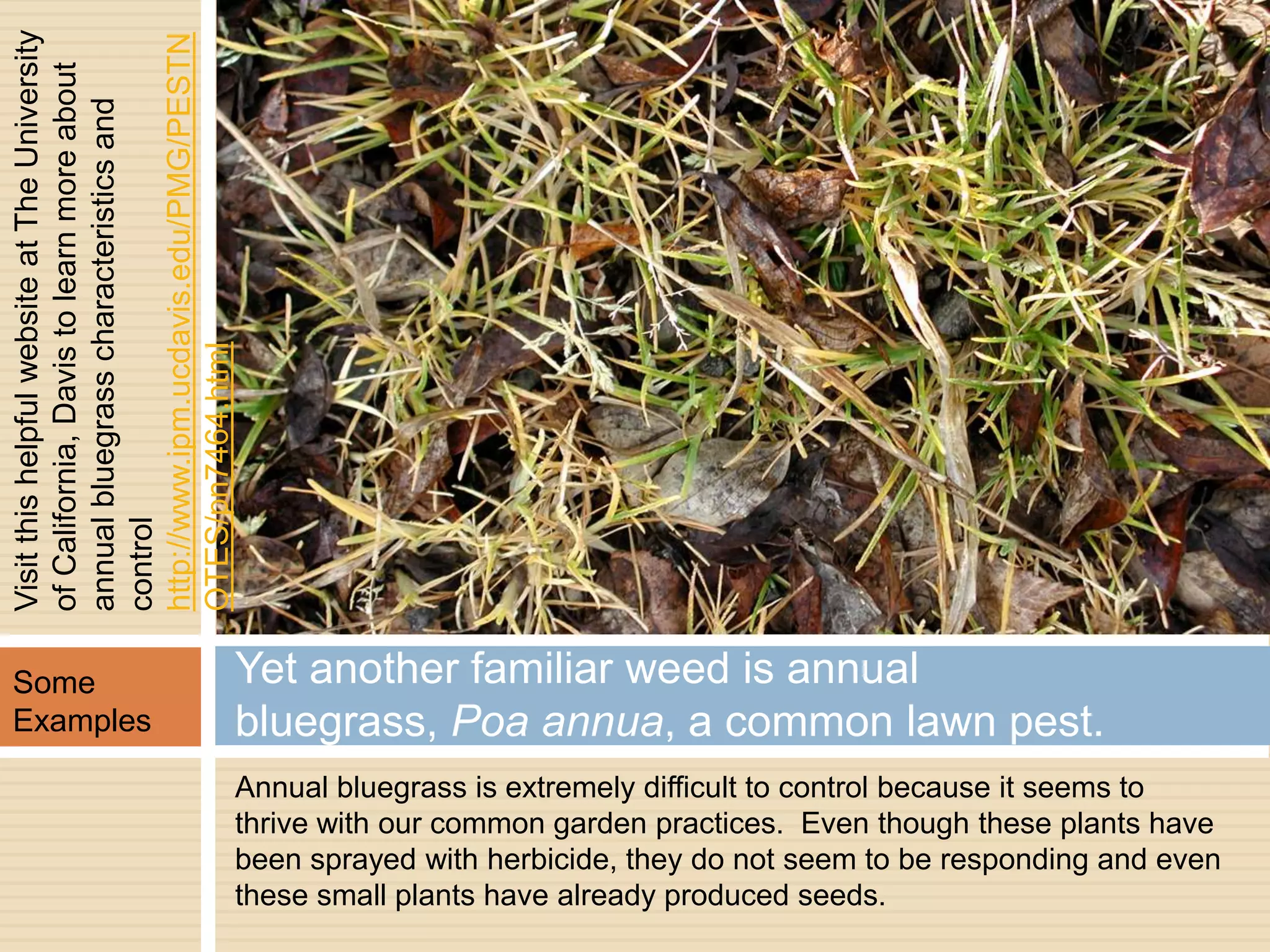 Weeds Training for Master Gardeners | PPTX