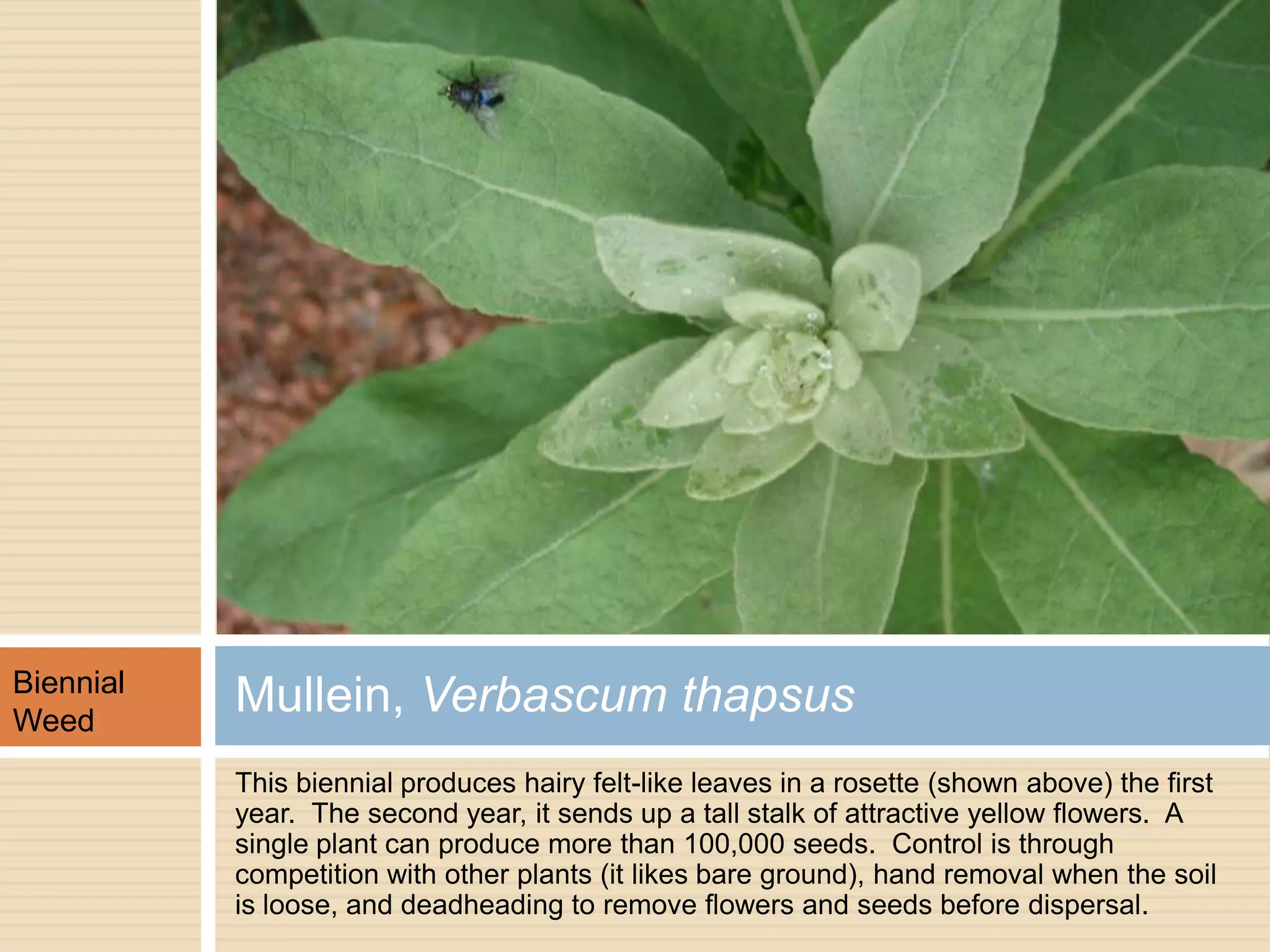 Weeds Training for Master Gardeners | PPTX