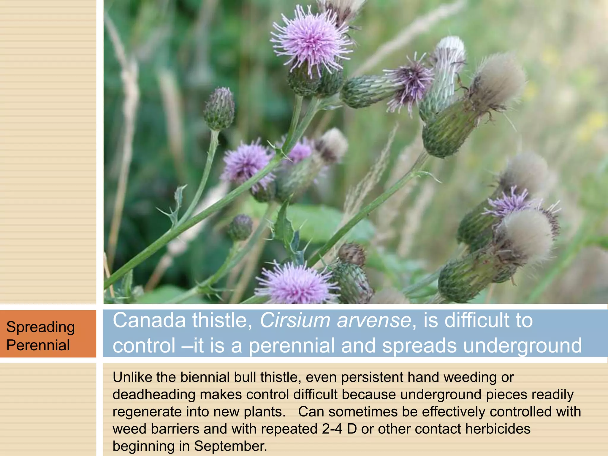 Weeds Training for Master Gardeners | PPTX
