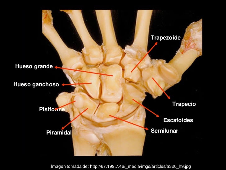 pisiforme - définition - C'est quoi