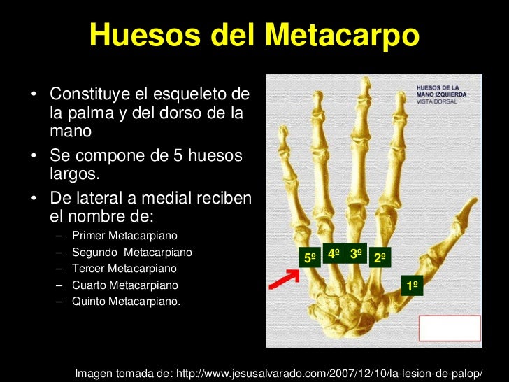 RADIOGRAFIA CARPAL