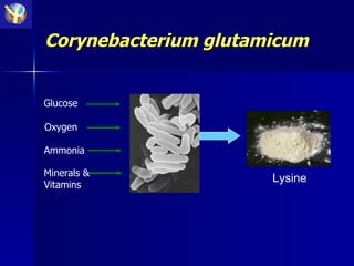Lysine Production | PPT