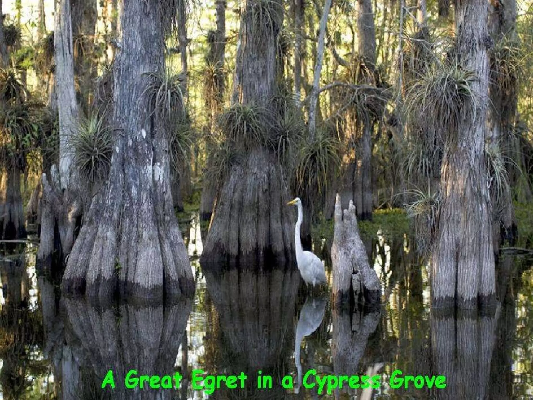 Florida Everglades National Park | PPS