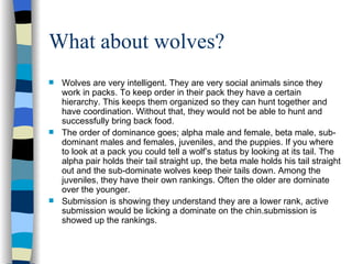 Grey Wolves | PPT