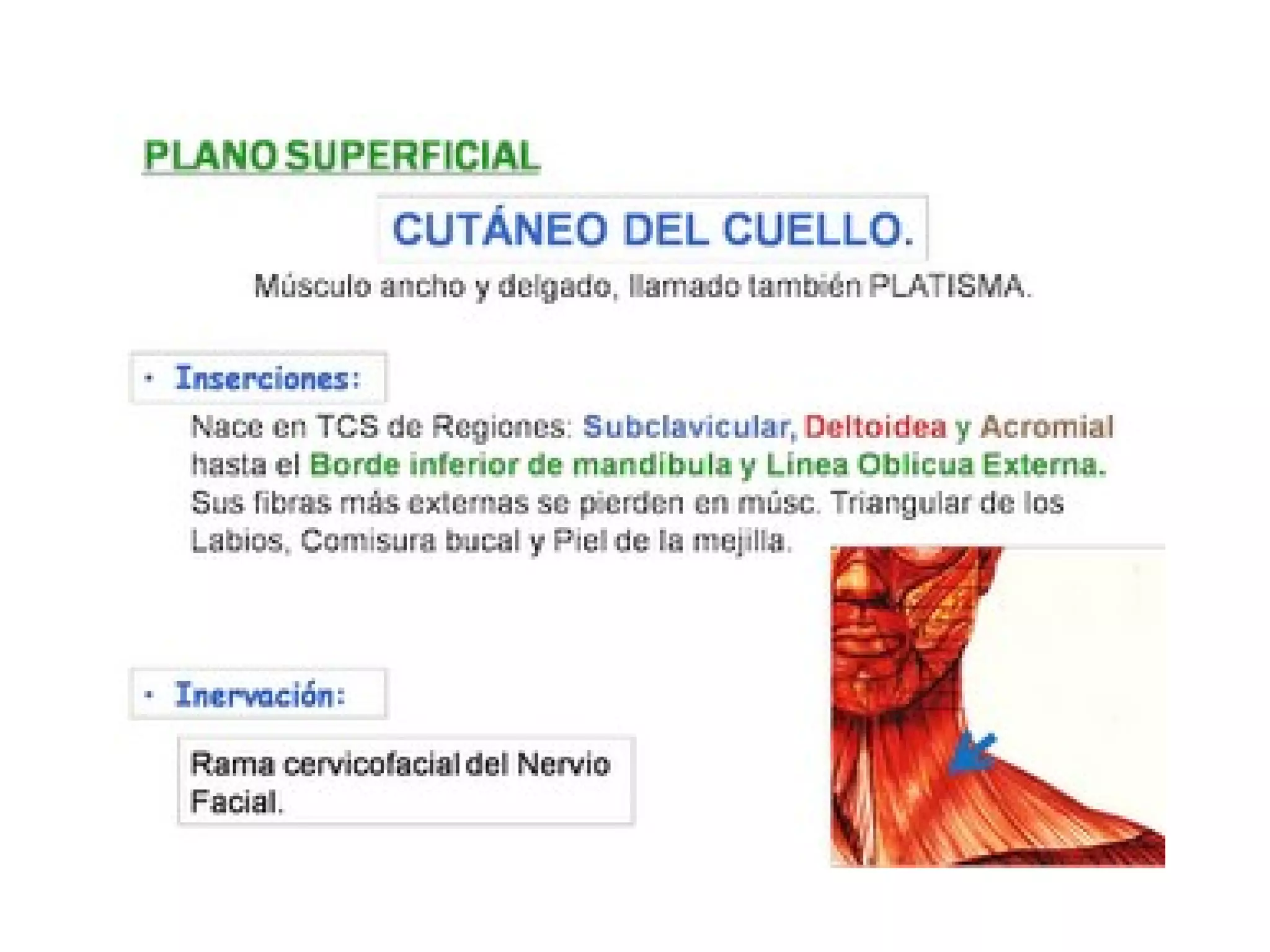 musculos supra e infrahioideos | PPT
