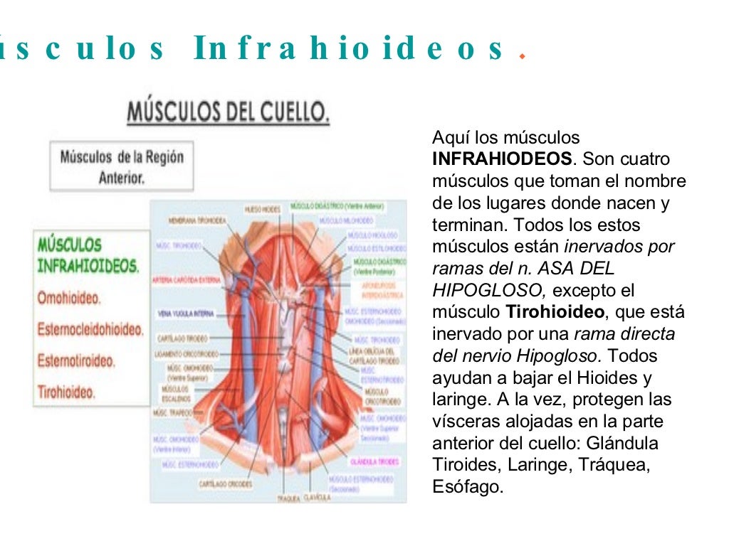 musculos supra e infrahioideos