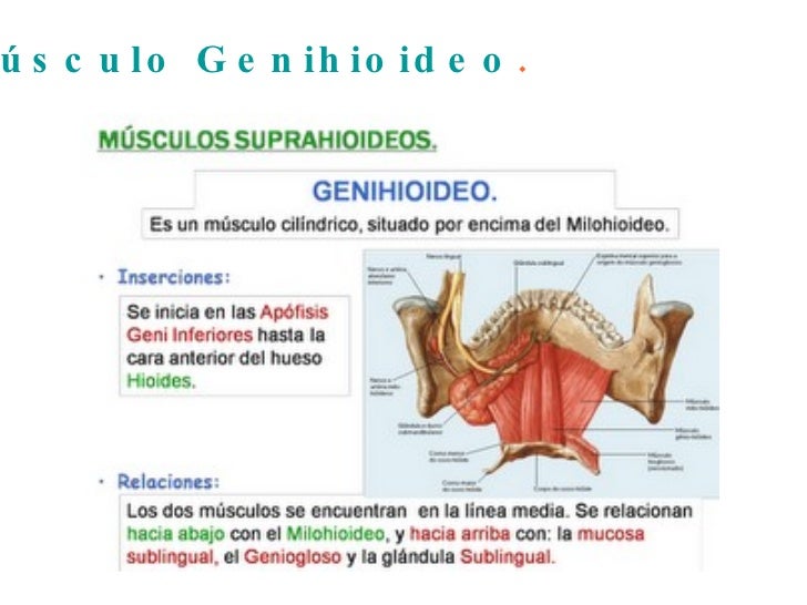 musculos supra e infrahioideos