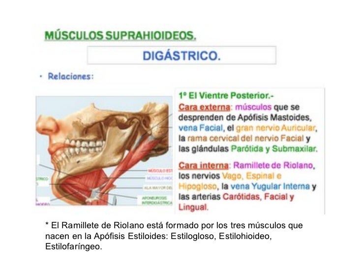 musculos supra e infrahioideos