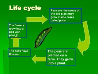 Travis' Plants Powerpoint | PPTX | Vegetarian Diets | Food & Drink