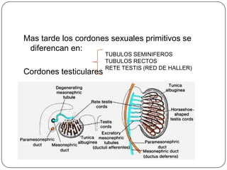 Testiculos Morfologia | PPTX