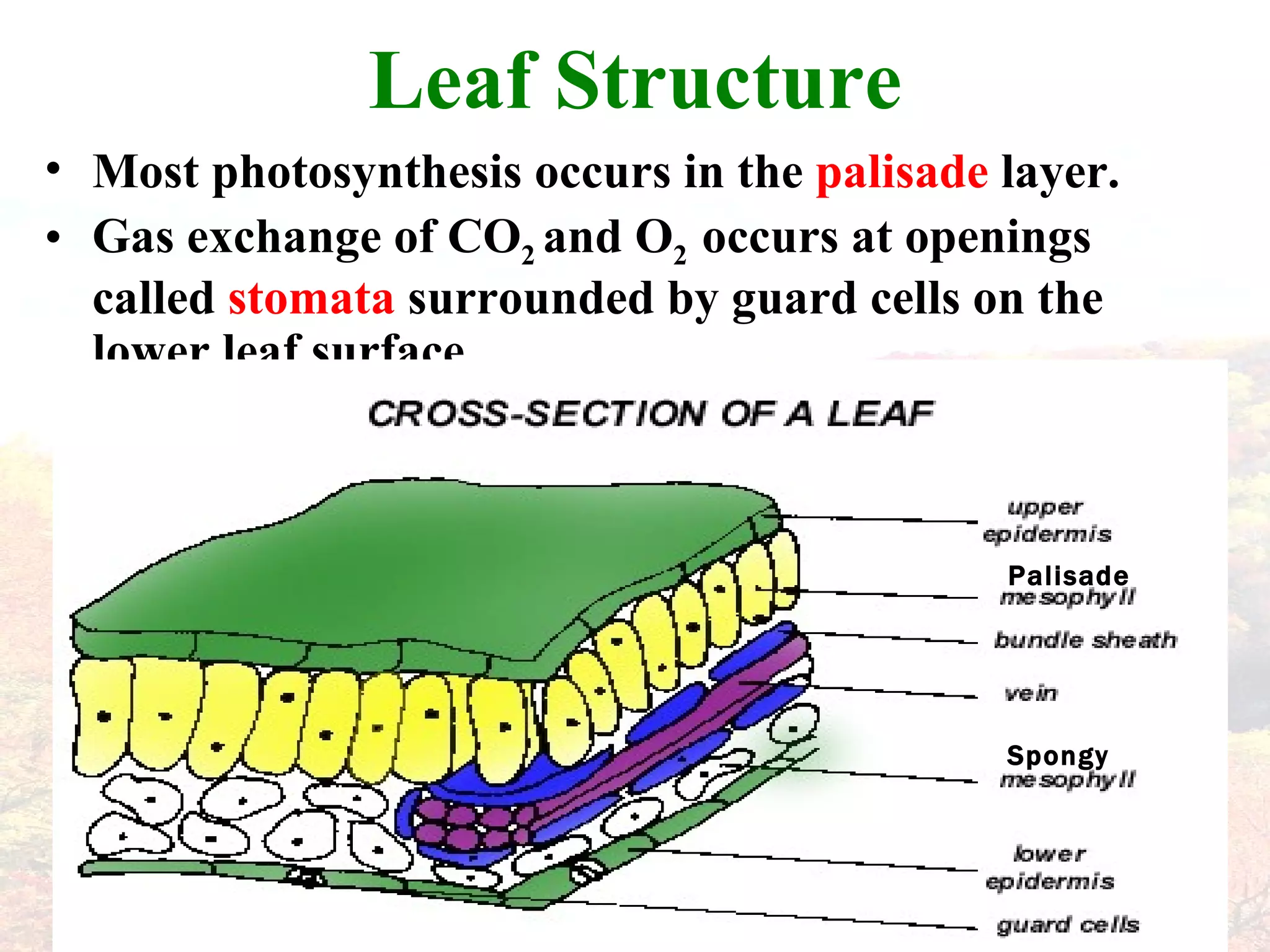 Photosynthesis | PPT