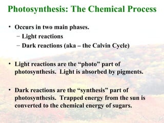 Photosynthesis | PPT
