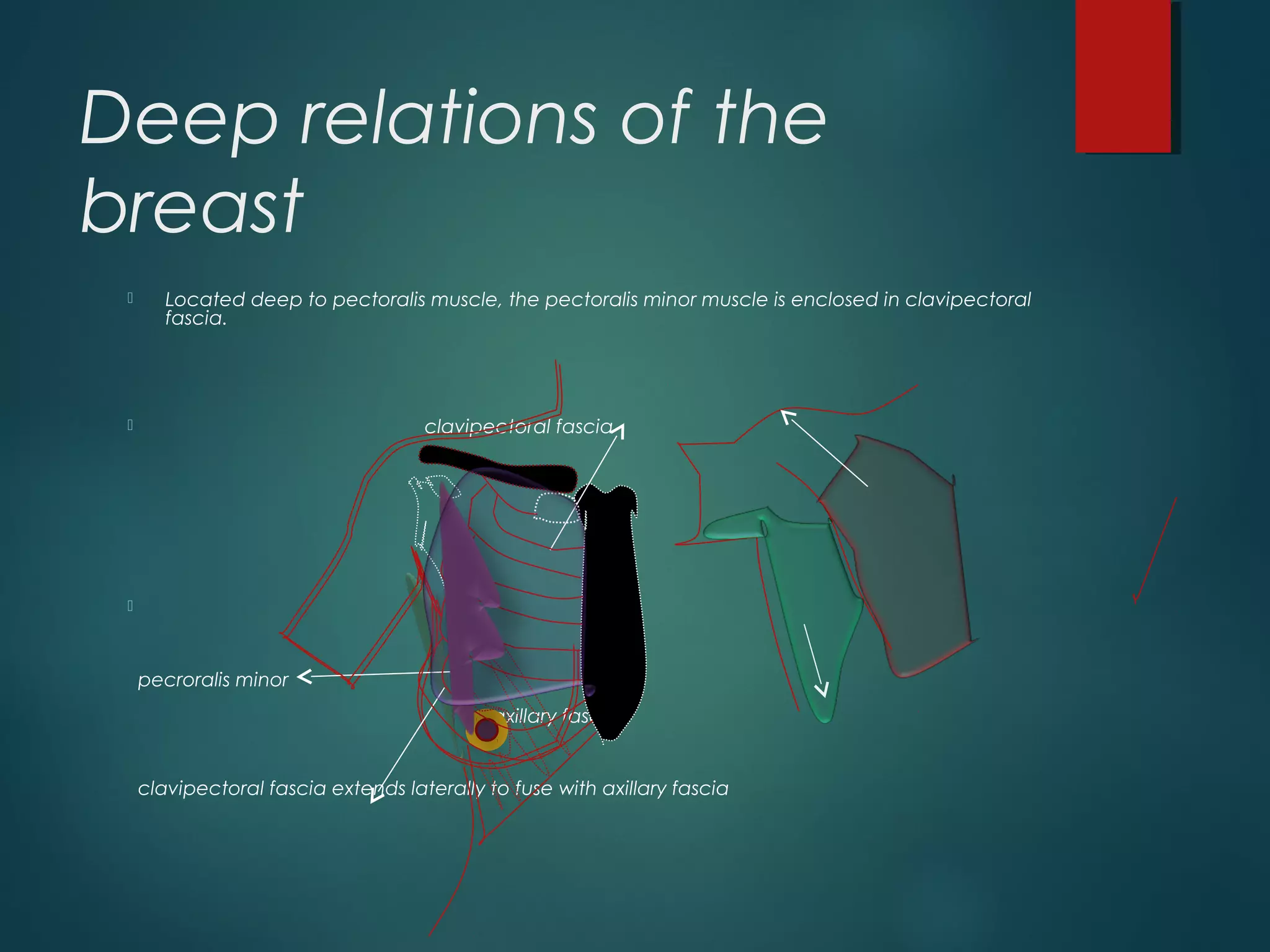 Surgical Anatomy of the chest | PPT