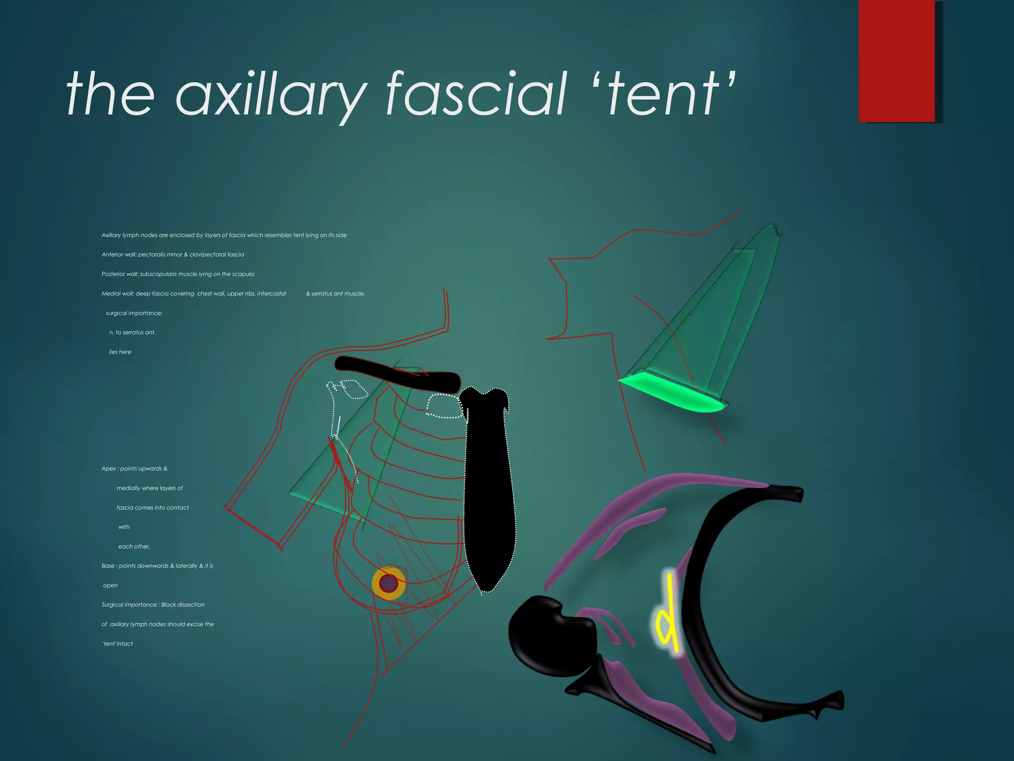 Surgical Anatomy of the chest | PPT