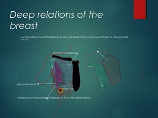 Surgical Anatomy of the chest | PPT
