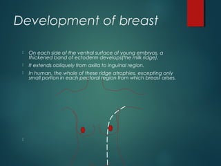 Surgical Anatomy of the chest | PPT